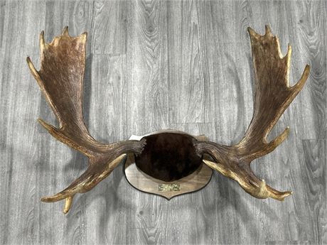 Urban Auctions - VINTAGE MOOSE ANTLER RACK WALL MOUNT (36” wide)