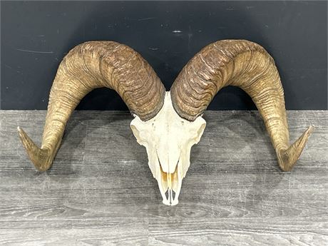 Urban Auctions - VINTAGE DALL SHEEP SKULL / HORN RACK W/PLUG - SEE ...