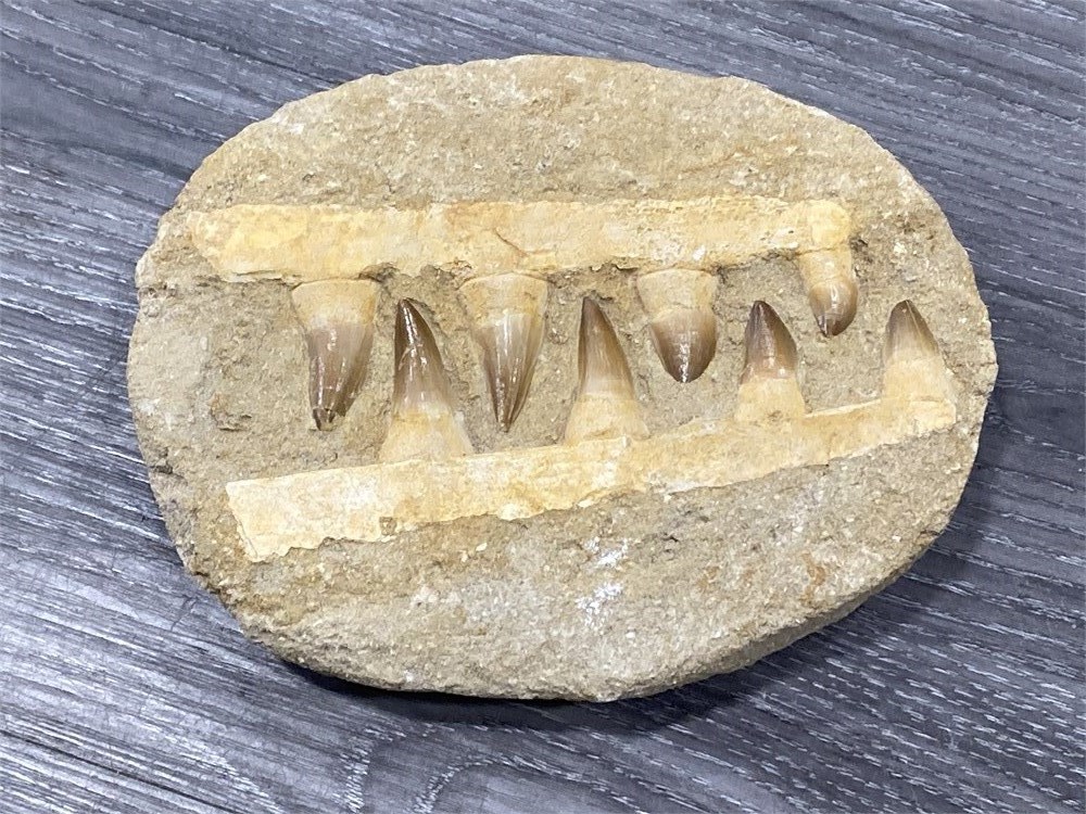 Urban Auctions - AUTHENTIC FOSSILIZED MOSASAUR TEETH IN MATRIX ROCK (8 ...